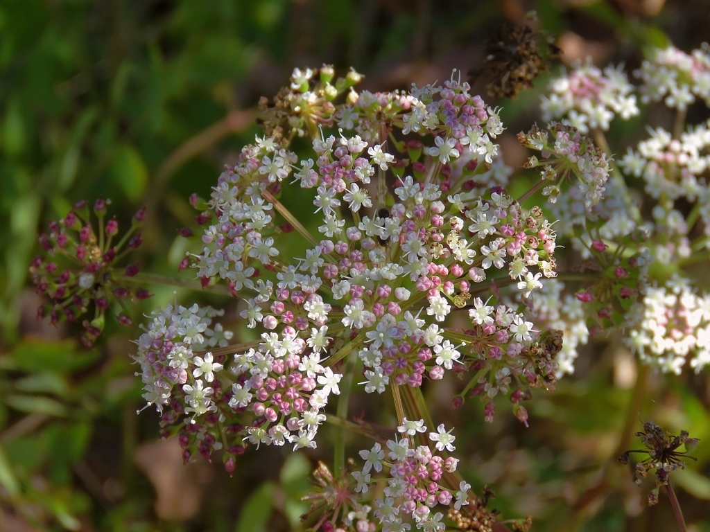 Broad-leaved Spignel (Peucedanum cervaria) - Botanical Realm