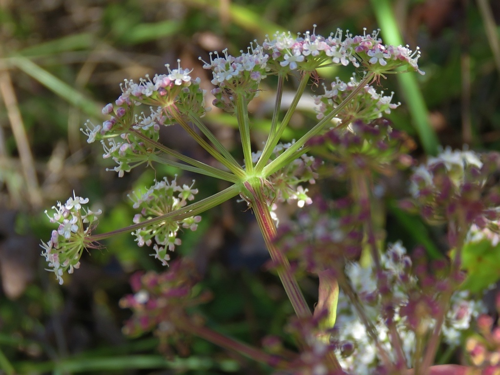 Broad-leaved Spignel (Peucedanum cervaria) - Botanical Realm