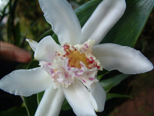 (Sobralia crispissima)