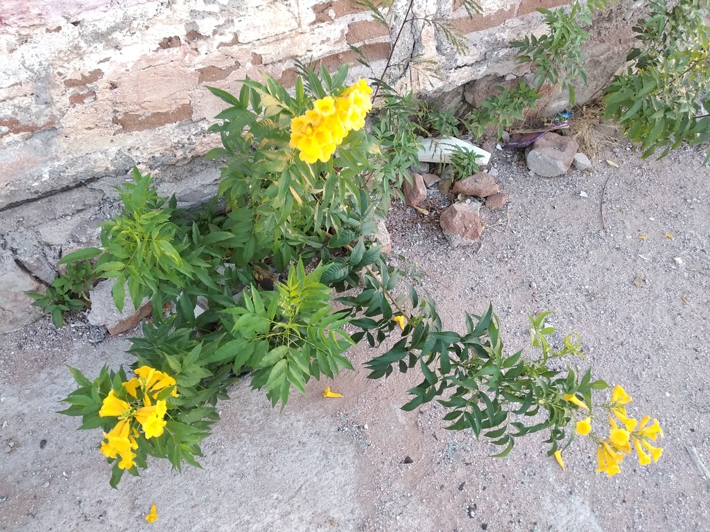 yellow trumpet flower from Pedregal de la Villa, Hermosillo, Son ...