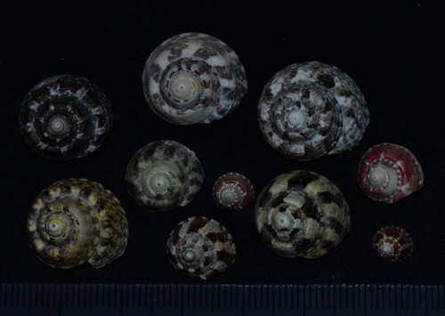 Gibbula albida · iNaturalist