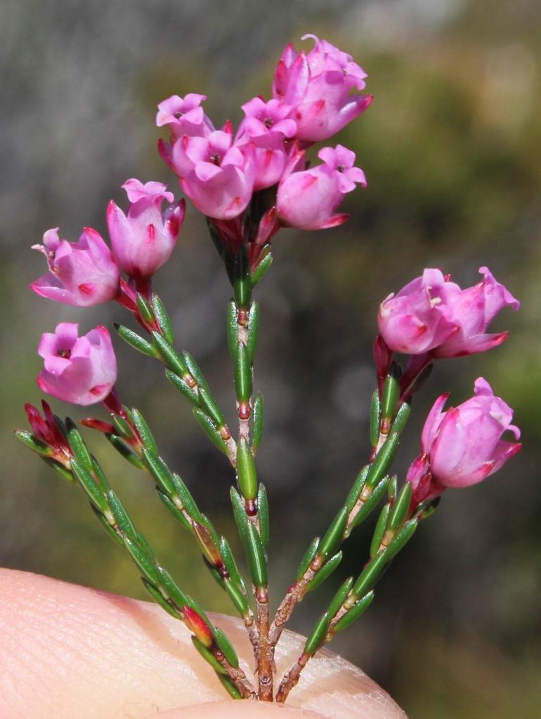 Skinny Heath (Heaths of the Cape Peninsula) · iNaturalist