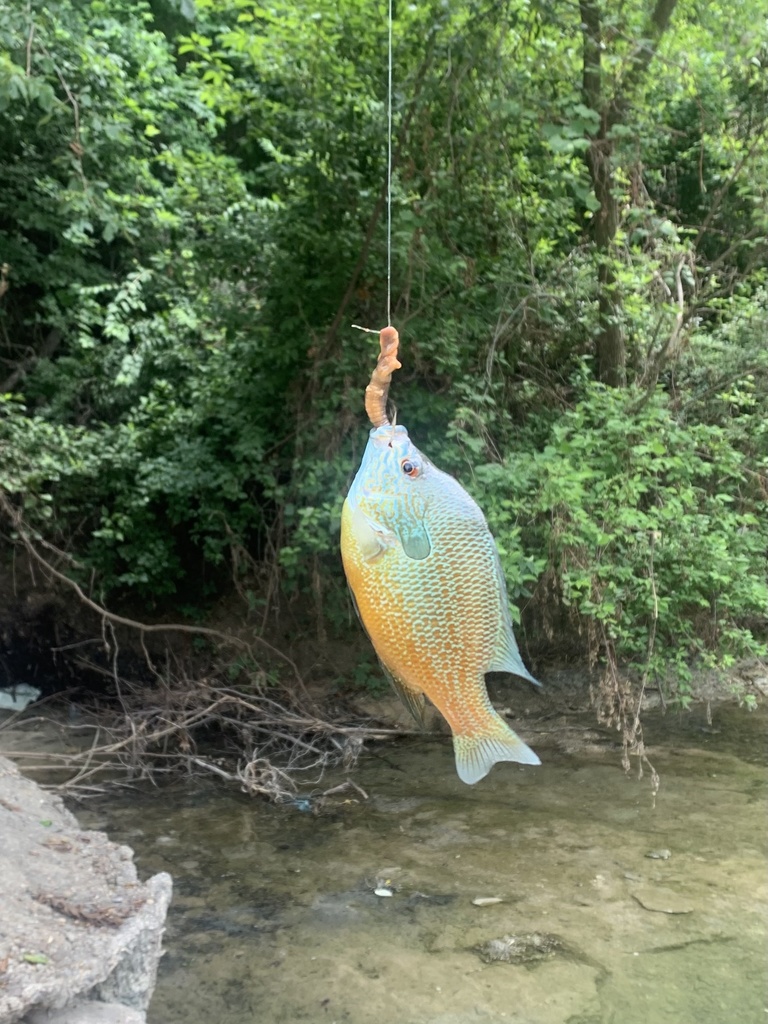 Longear Sunfish from Marys Creek, Fort Worth, TX, US on July 12, 2021 ...