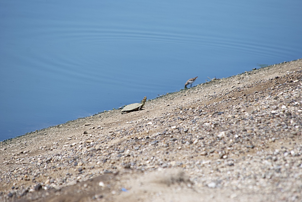 Western Pond Turtle from ripon, CA on April 15, 2018 at 12:06 PM by ...