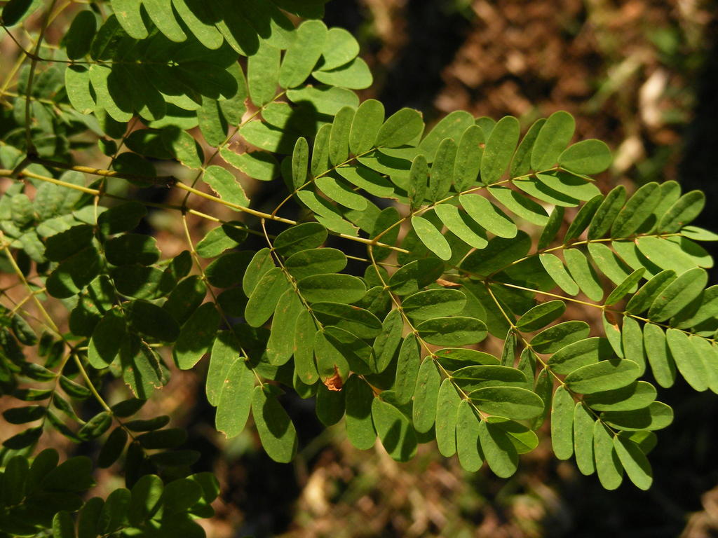 Brazilian ironwood (Libidibia ferrea) - Botanical Realm