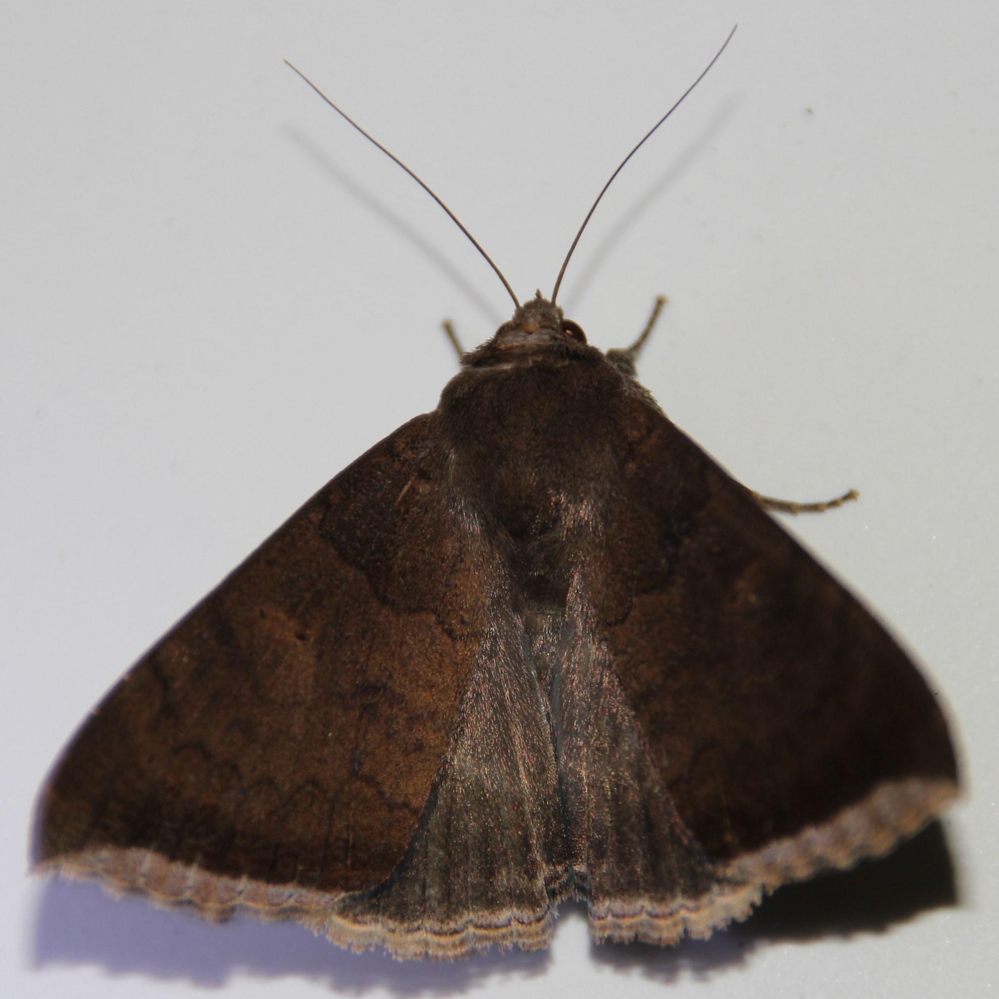 Achaea finita Guenée, 1852