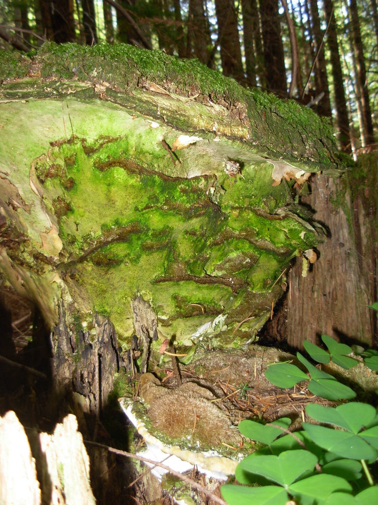 Noble Polypore in June 2009 by Chris Wagner-Coshland · iNaturalist