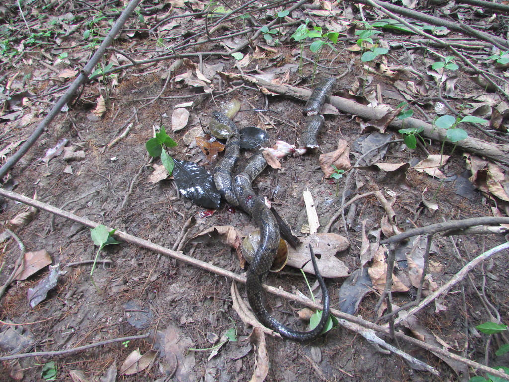 Ornate African Water Snake from Ubundu, Democratic Republic of the ...