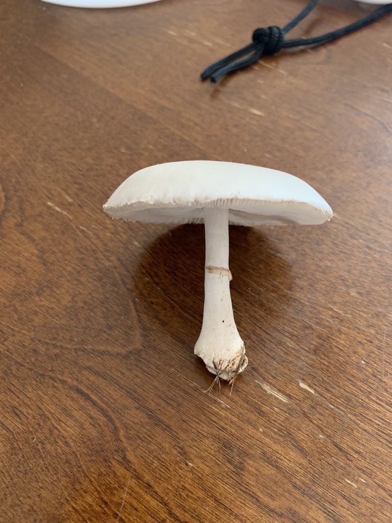 White Dapperling from Aspen Ave, Shelley, ID, US on September 02, 2021 ...