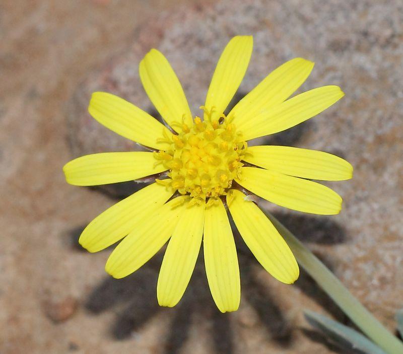 Lobeleaf Babooncabbage (Othonna auriculifolia) - Botanical Realm