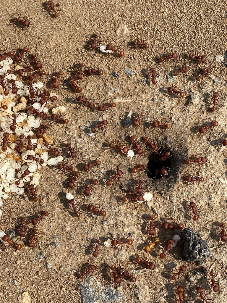 Western Harvester Ant from Macdoel, CA, US on September 03, 2021 at 10: ...