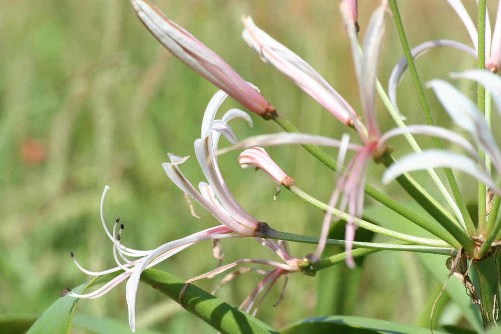 Vlei Nerine from Riversley Farm: smallstock grazing area not far from ...