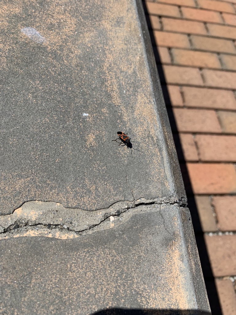 Small Milkweed Bug from Georgetown University, Washington, DC, US on ...