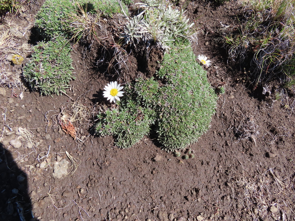 Mountain Gerbera from Quthing, Lesotho on April 3, 2021 at 10:44 AM by ...