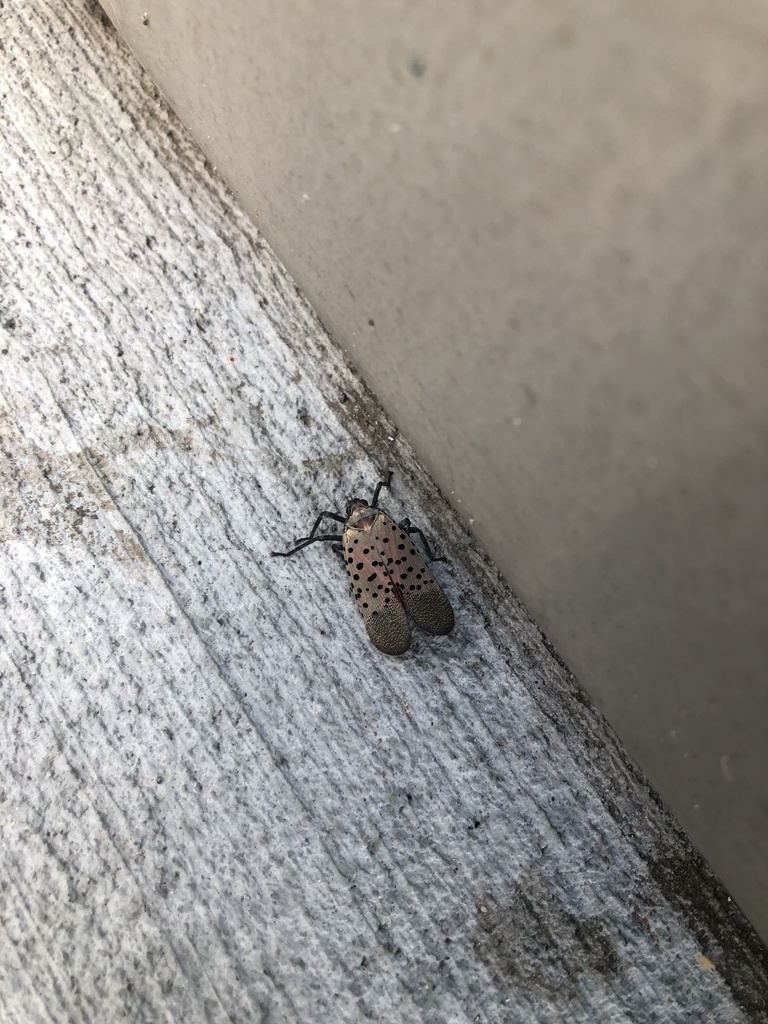 Spotted Lanternfly from New York City College Of Technology City Tech ...