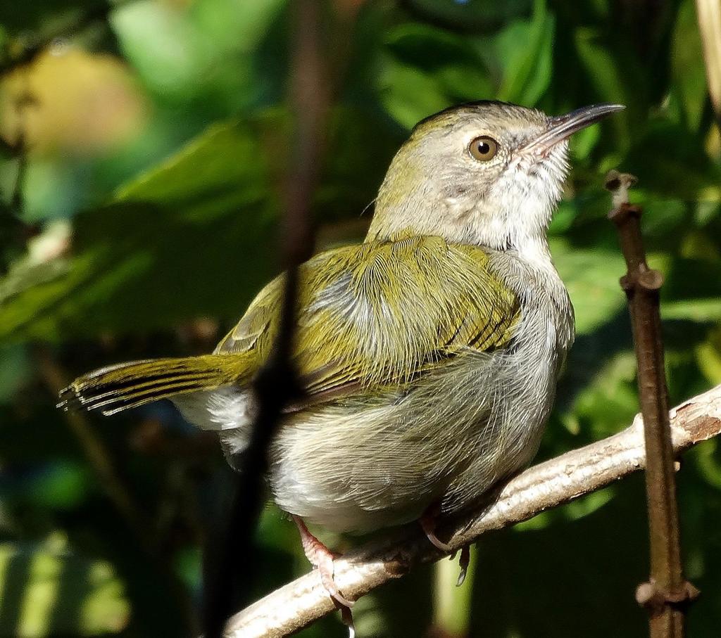 Southern Green-backed Camaroptera (Camaroptera brachyura brachyura ...
