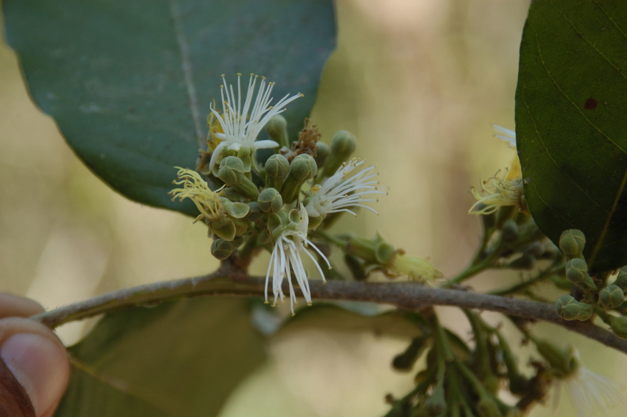 Couepia polyandra (Kunth) Rose