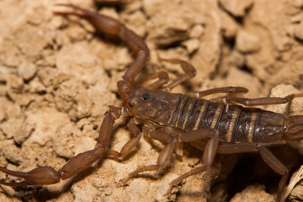 Sawfinger Scorpion from Round Valley Regional Park, Contra Costa County ...