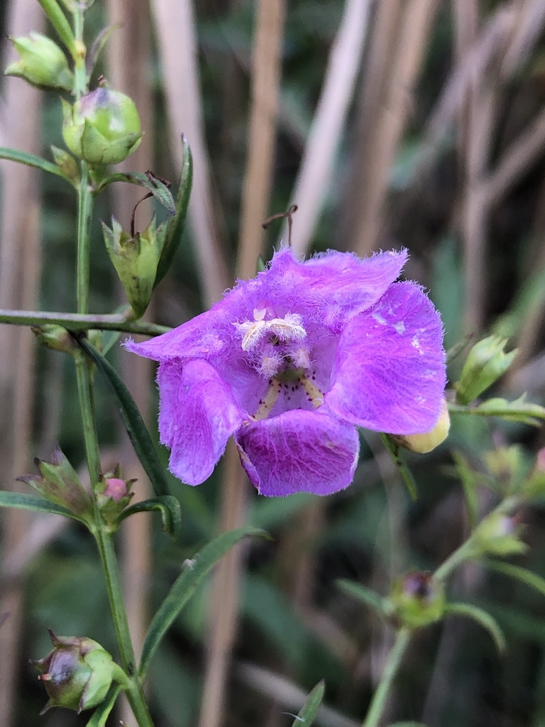Saltmarsh False Foxglove from Burlington County, US-NJ, US on September ...
