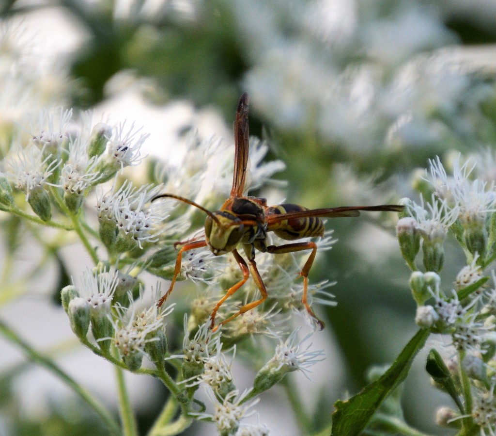 Dark Paper Wasp from Pasadena, MD 21122, USA on September 3, 2021 at 02 ...