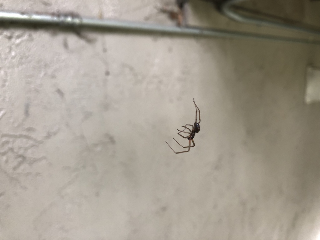 Araneoid Spiders from Humboldt State University, Arcata, CA, US on ...