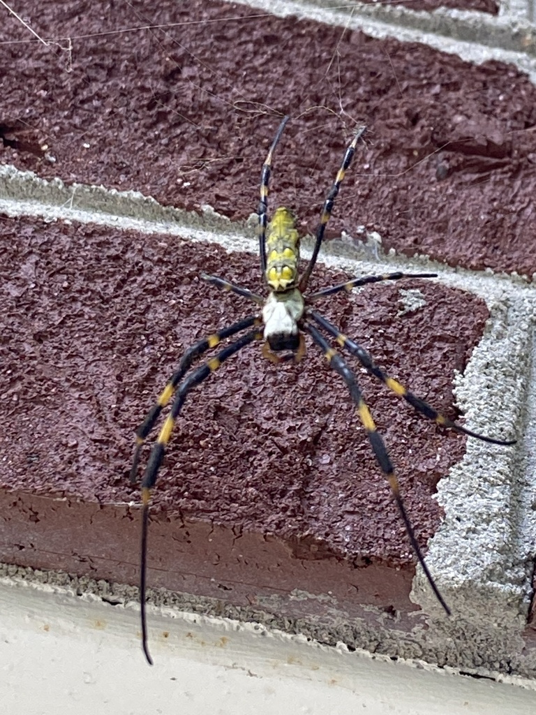 Joro Spider from Chattahoochee-Oconee National Forests, Baldwin, GA, US ...