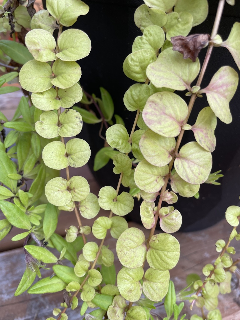 creeping Jenny from Boul Quinn, Longueuil, QC, CA on September 3, 2021 ...