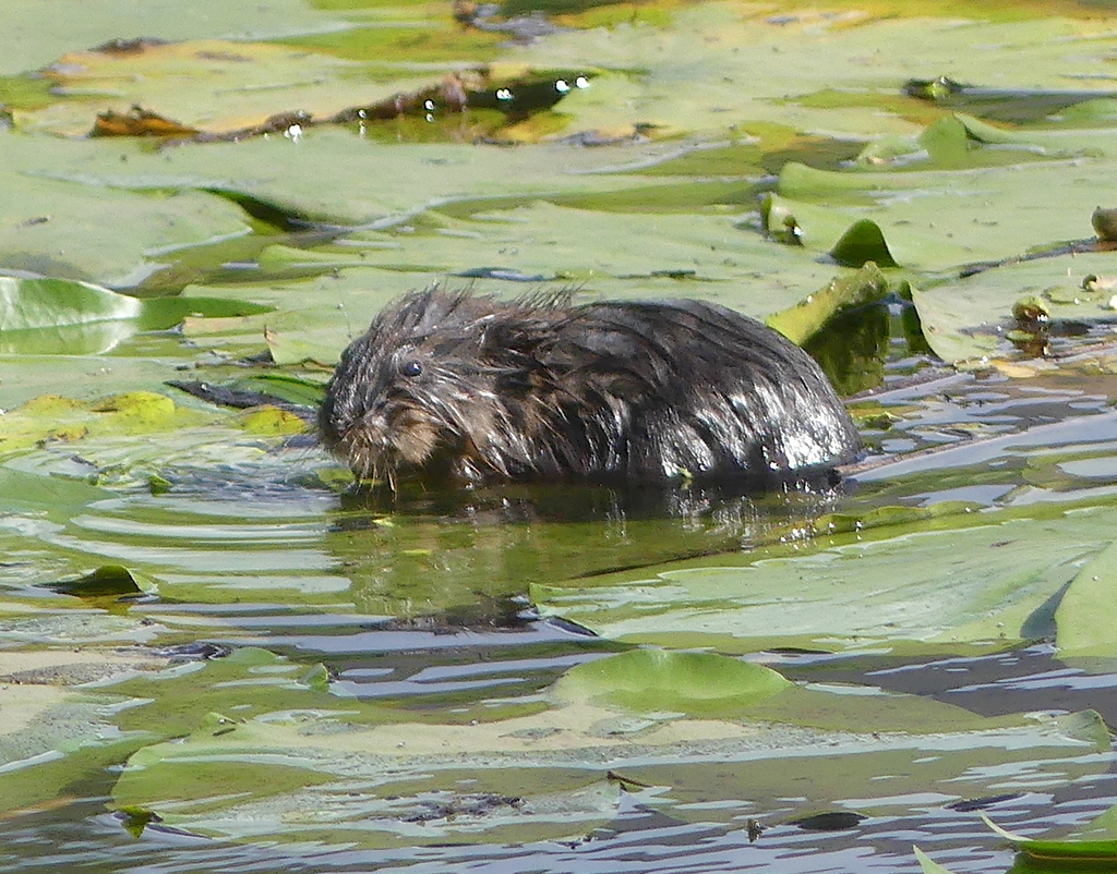 Muskrat from Middlesex, Massachusetts, United States on September 03 ...