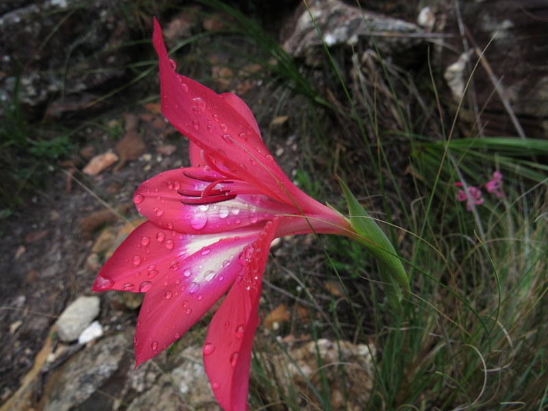 Montagu Rock Lily from De Hoop Nature Reserve, Potberg section on April ...