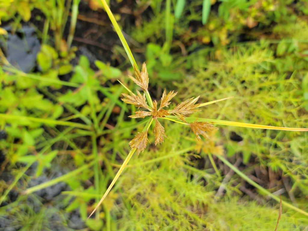Bunchy flat-sedge from Punta Gorda, FL 33955, USA on September 02, 2021 ...