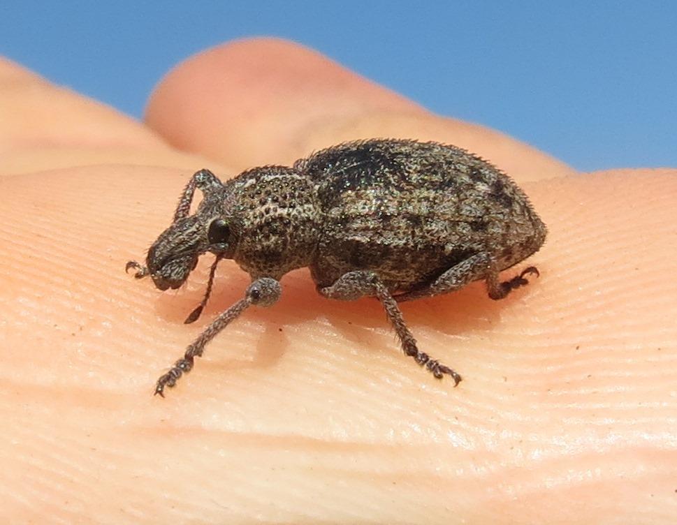 Bronchus porculus (Curculionidae (True Weevils) of Southern Africa ...