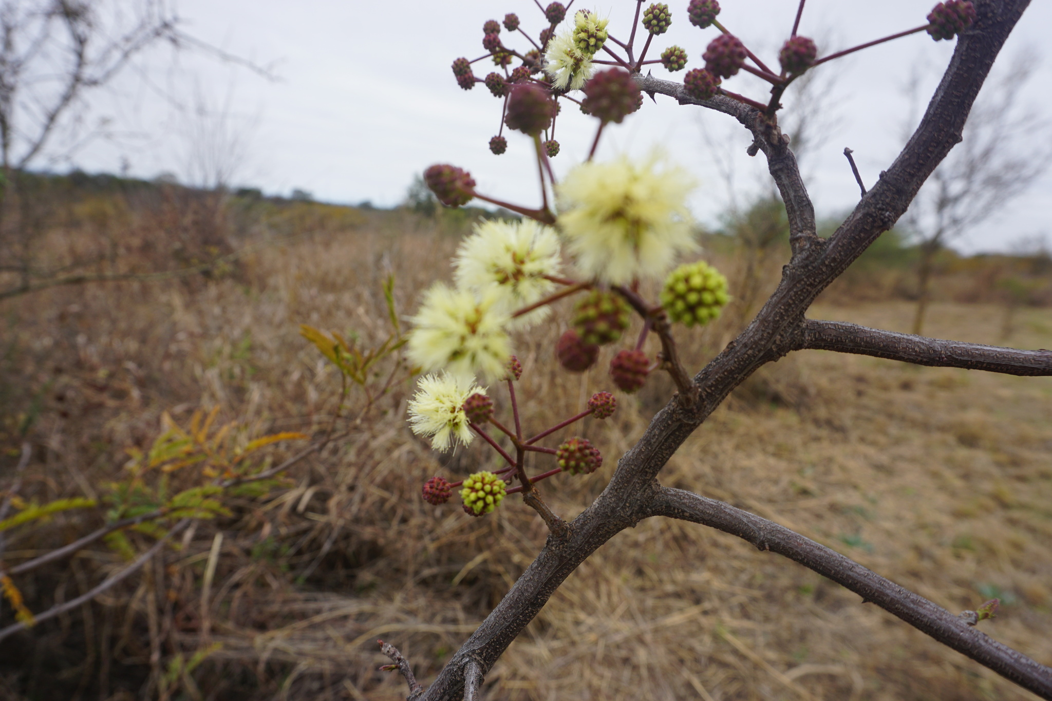 Senegalia praecox (Griseb.) Seigler & Ebinger