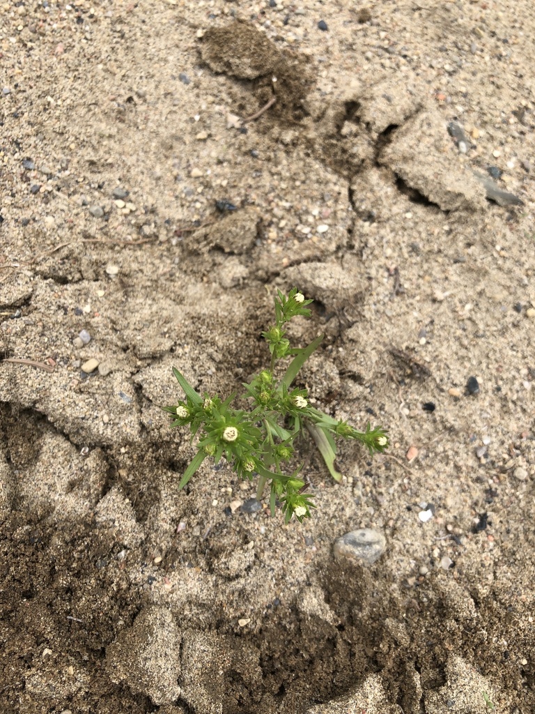 rayless annual aster from Church Ranches Blvd, Calgary, AB, CA on ...