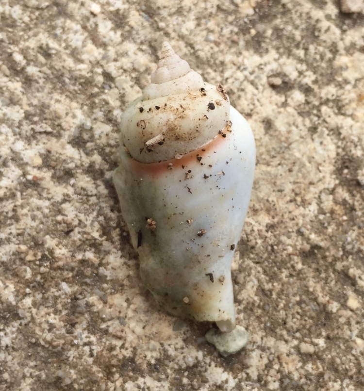 Gibberulus gibberulus (Linnaeus, 1758)