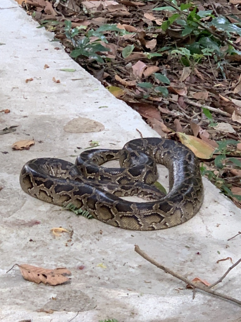 Burmese Python in September 2021 by Brindley · iNaturalist