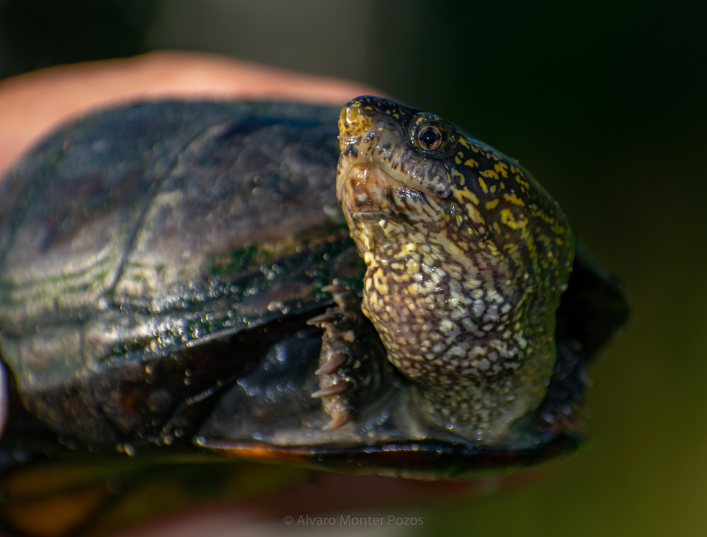 Red-cheeked Mud Turtle in September 2021 by Alvaro Monter Pozos ...