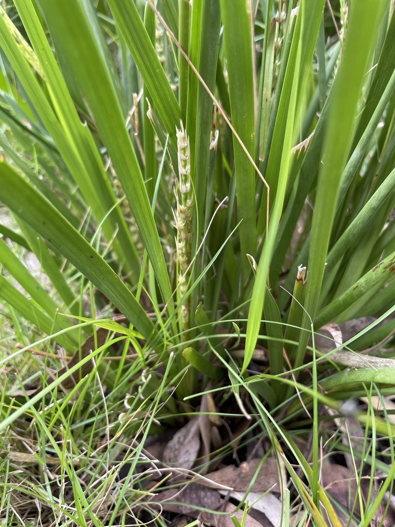 Spiny-headed Mat-rush from Frankston South, VIC, AU on September 04 ...