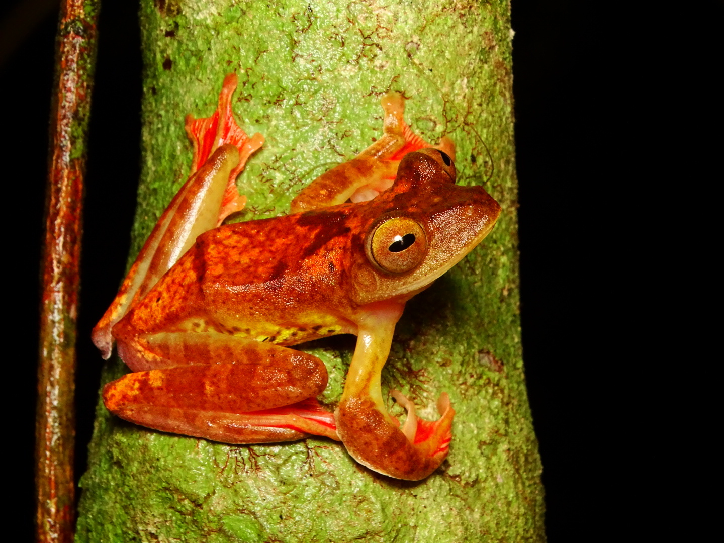 Rhacophorus pardalis Günther, 1858