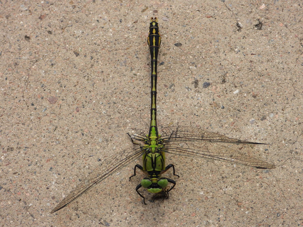 Ophiogomphus spinicornis from 中国北京市密云区 on August 28, 2021 at 02:37 PM ...