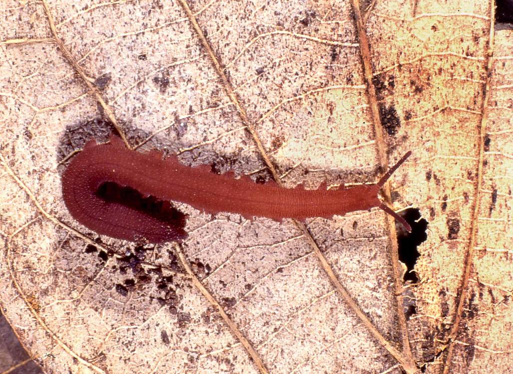 Pink Velvetworm in November 1995 by Dai Herbert. velvet worm · iNaturalist