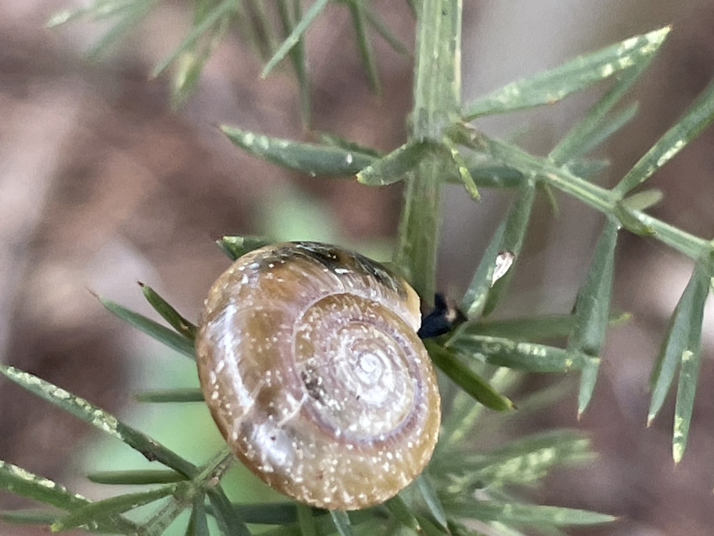 Typical Glass Snails from Frankston South, VIC, AU on September 4, 2021 ...