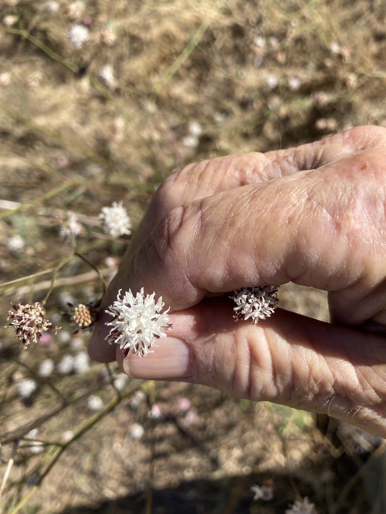 wright's hymenothrix in September 2021 by Larry Hendrickson, California ...