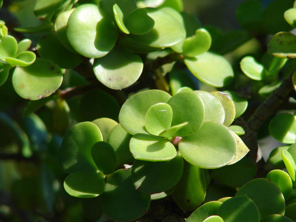 Elephant bush (Portulacaria afra) - Botanical Realm