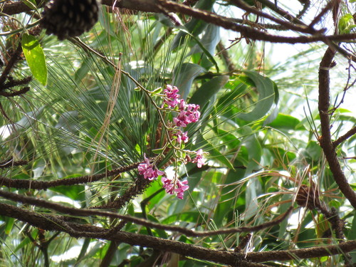 Anisillo (Securidaca sylvestris)