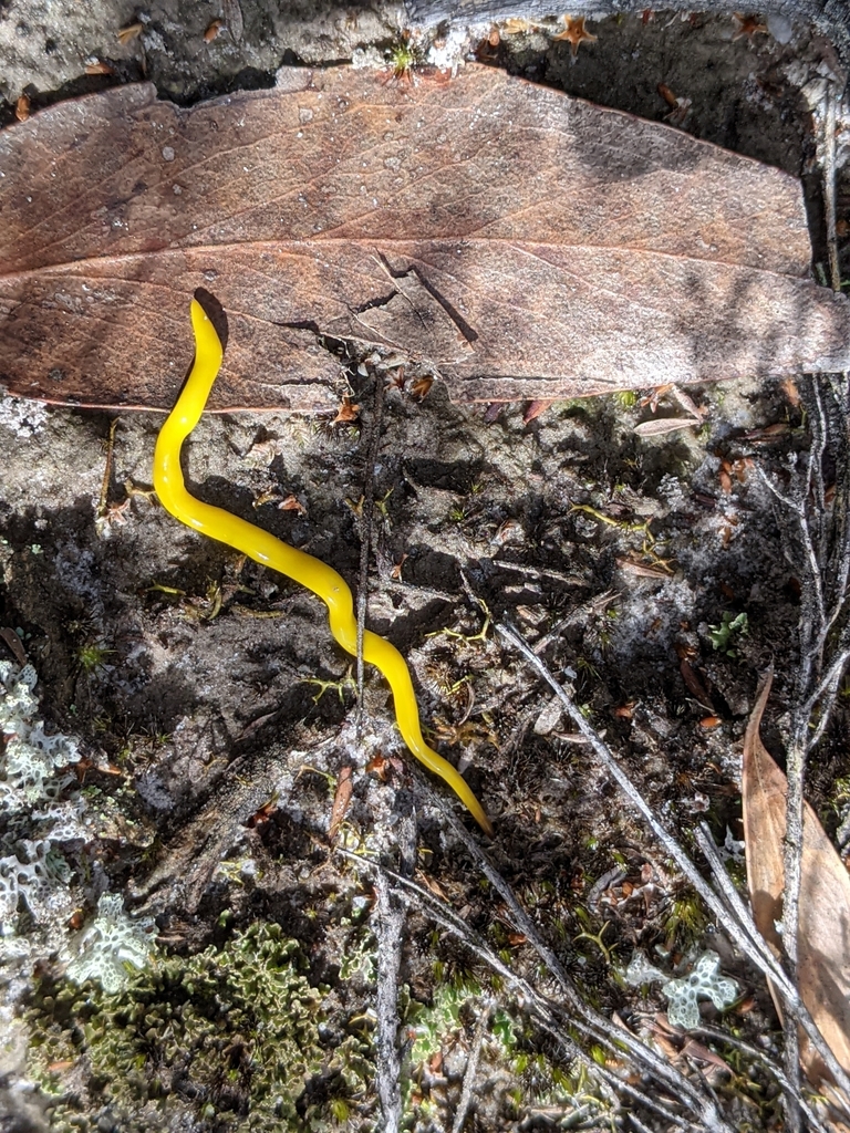 Canary Worm from Anglesea VIC 3230, Australia on September 4, 2021 at ...