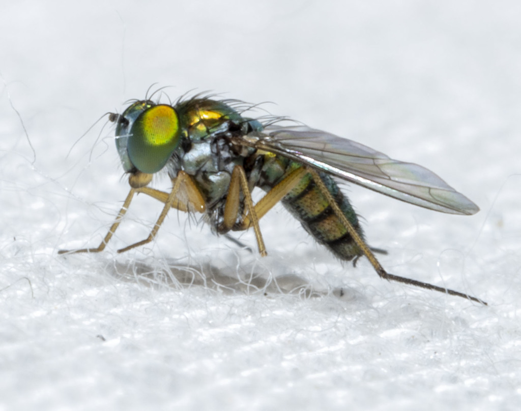 Condylostylus caudatus from Papeete Dr, Plano, TX 75075, USA on August ...