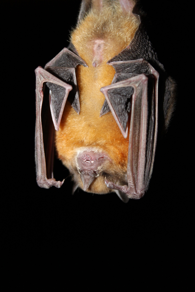 Northern Yellow-shouldered Bat from Las Musas, Manuel Doblado on ...