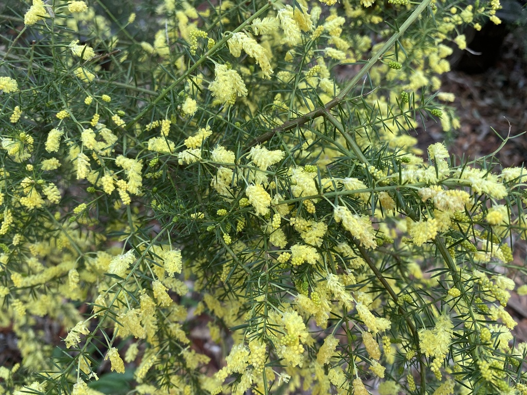 Prickly moses in September 2021 by Sue Tardif · iNaturalist