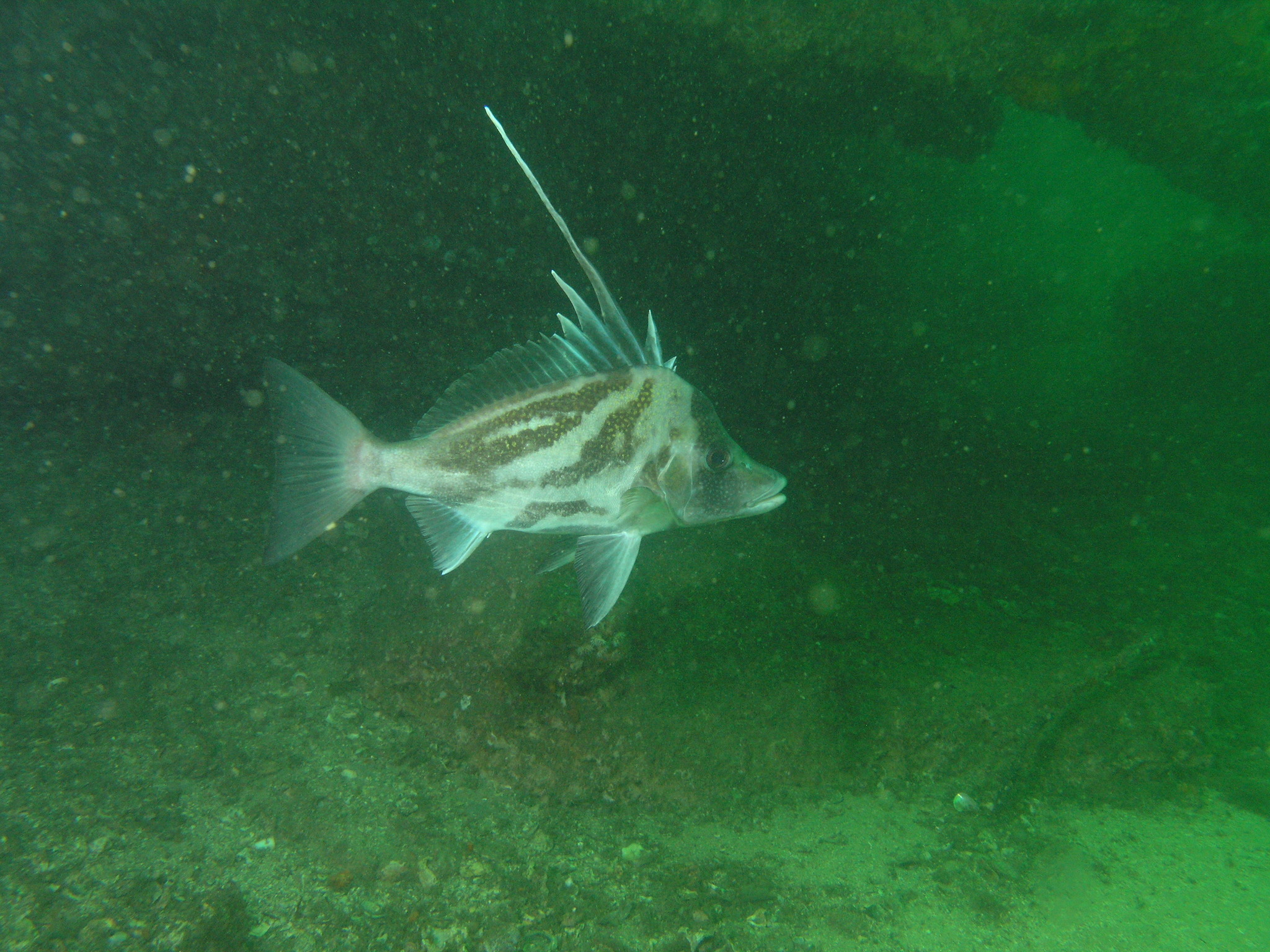 Paristiopterus labiosus (Günther, 1872)