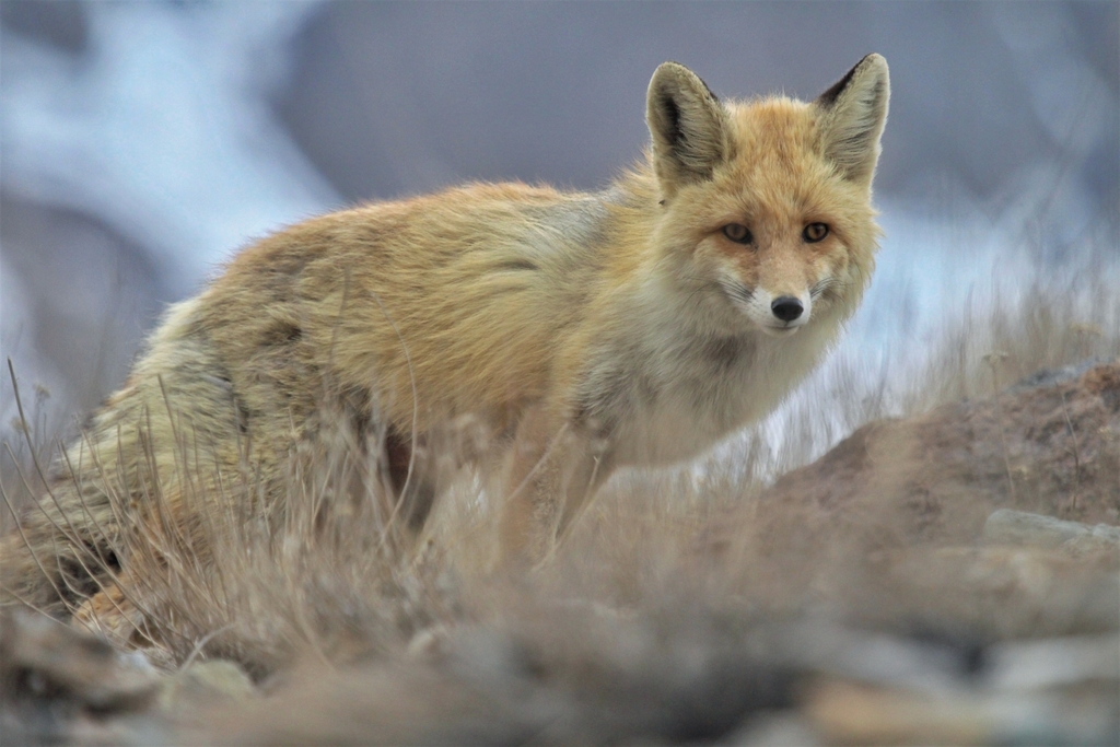 Himalayan Red Fox (Vulpes vulpes montana) - Know Your Mammals